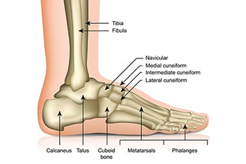 The Architecture of the Foot - At North Texas Podiatry Associates